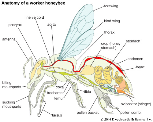 CORONA APICULTORES: ANATOMÍA INTERNA DE LA ABEJA