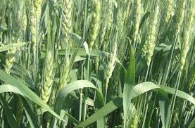 Food. Forage, and fodder crops, -Wheat