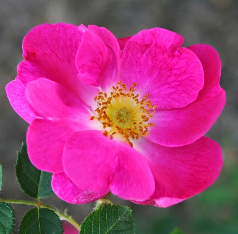 Garden Musings: Glowing Amy Robsart