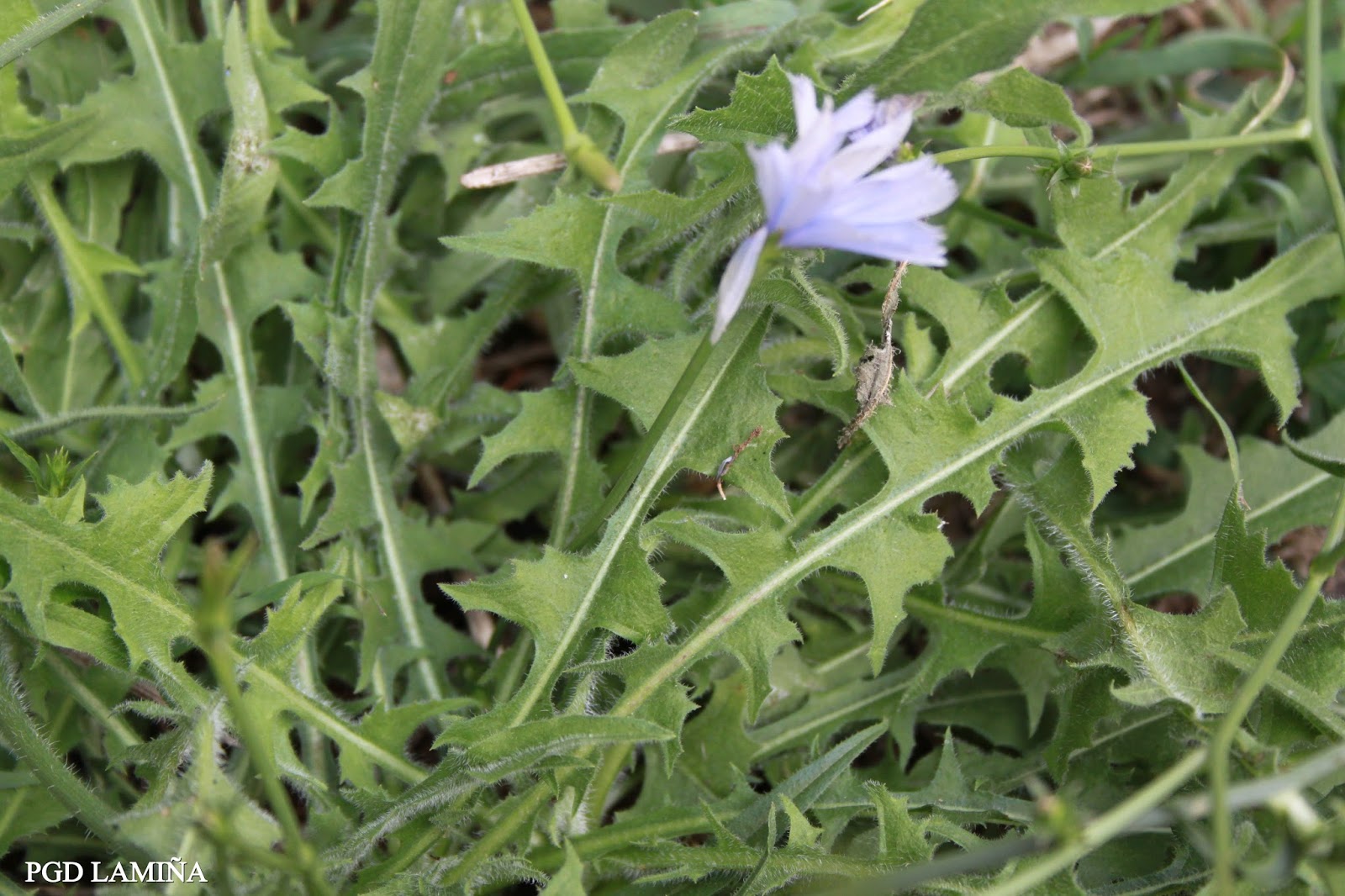 CICHORIUM INTYBUS. achicoria.