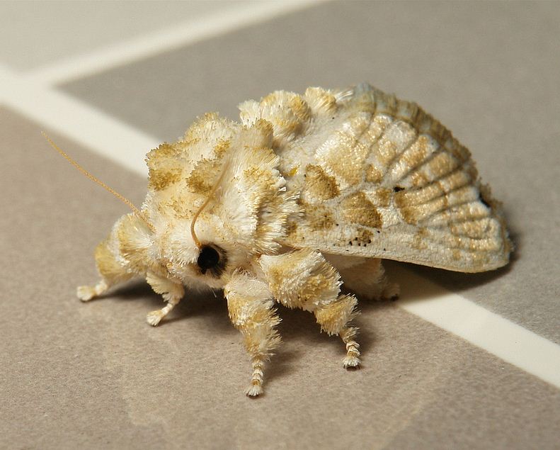 Fluffy Moth