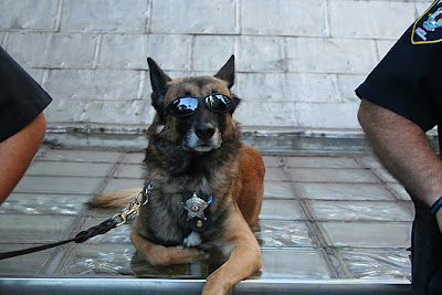 Funny Kittens: Cool Cop Dog Photos