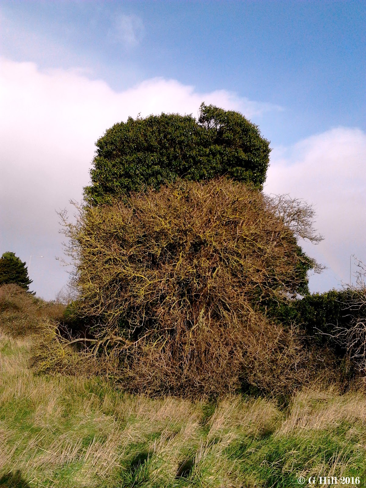 Ireland In Ruins: Ballymount Castle Co Dublin