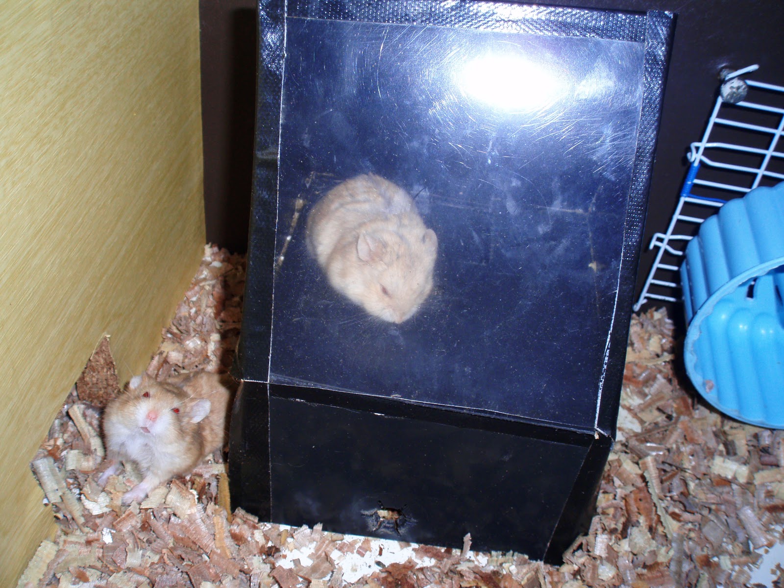 aeiroura_green_leaf: Alief Hamster Little Farm
