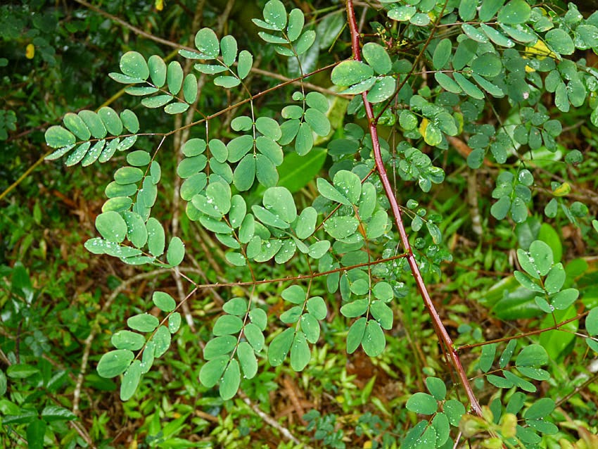 Flora de Puerto Rico Ilustrada Papo Vives: Mimosoideae MIMOSA CERATONIA ...