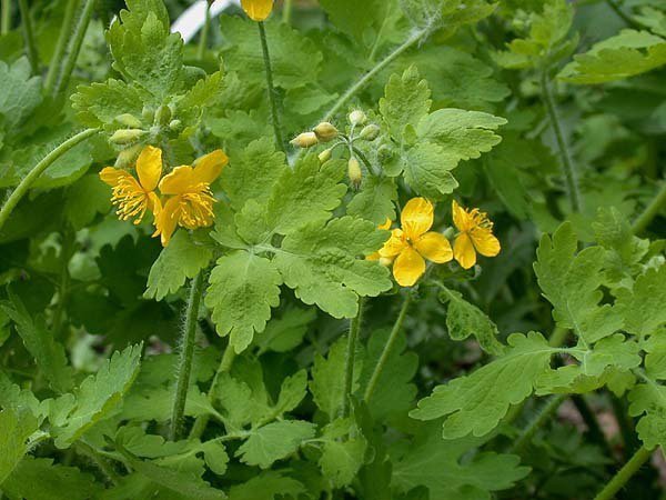 Rusa treva, Zmisko mleko, Chelidonium majus - Билки Лековити и Народна ...