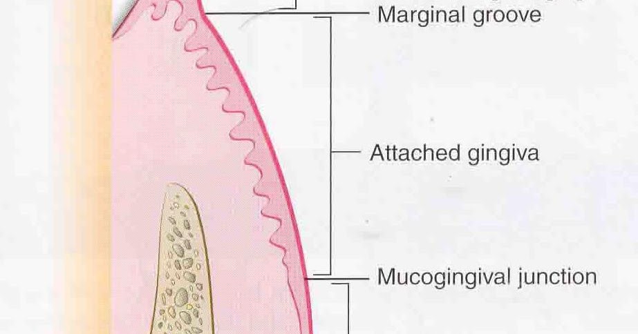 Gingiva atau Gusi | Important thing