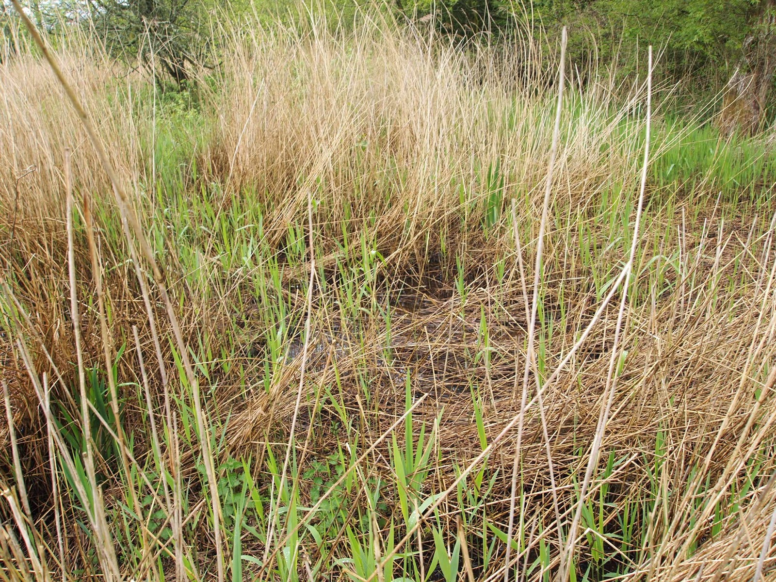 Plants Blog: Phragmites australis; Norfolk Reed