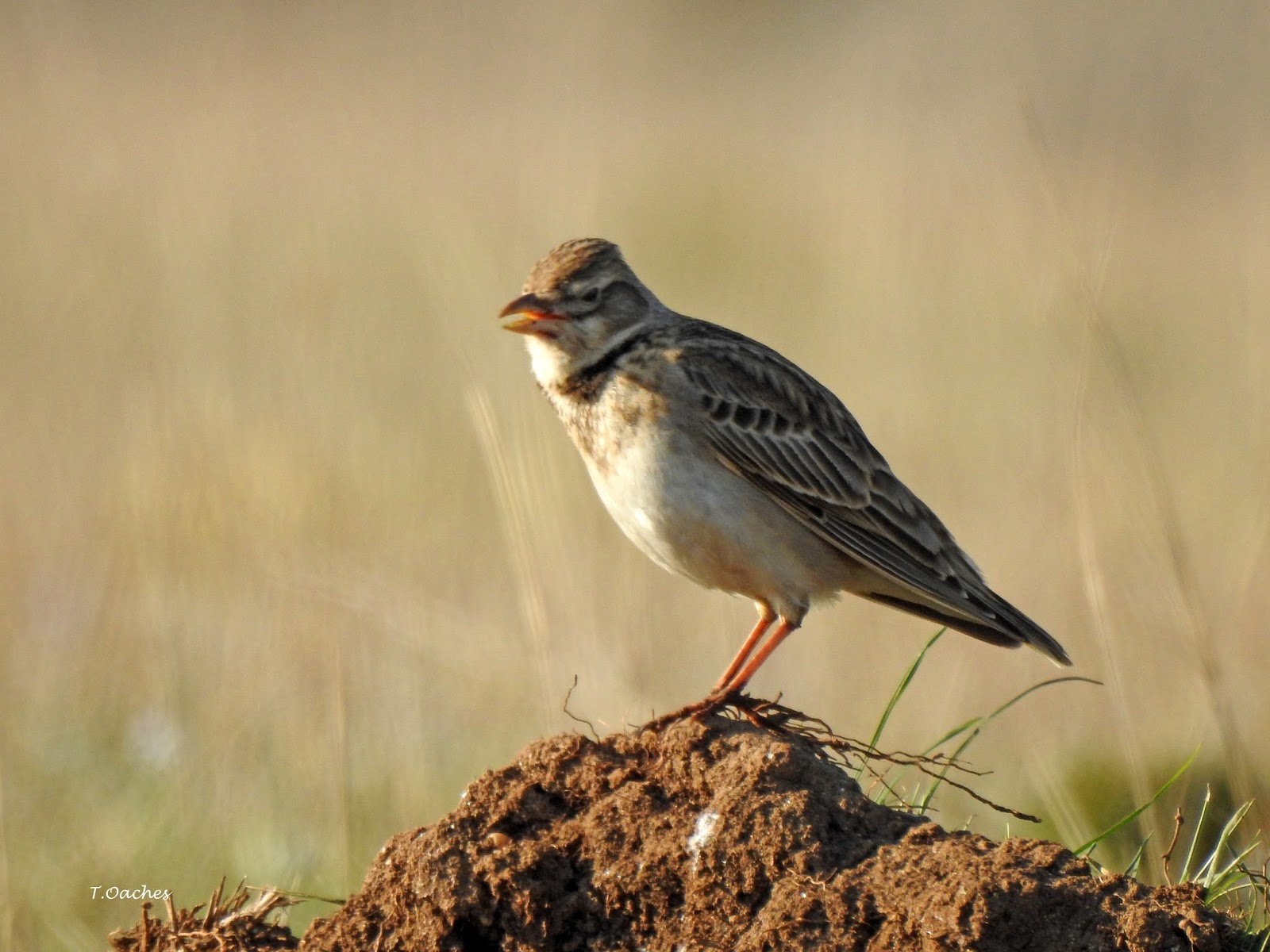 PASARI DIN ROMANIA: CIOCARLIE DE BARAGAN, Melanocorypha calandra