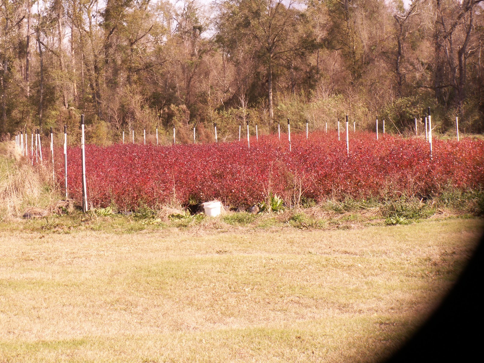 Our Farm Update: Visiting Farms in South Louisiana, Dec. 2011