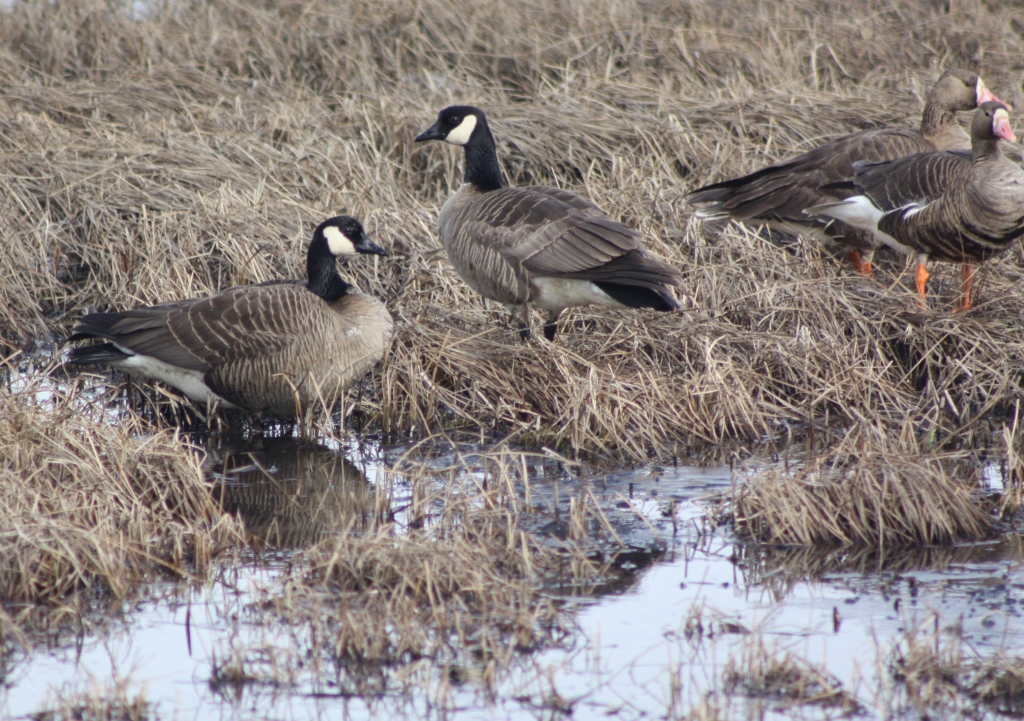 each day an adventure in alaska: greater white fronted goose...or geese