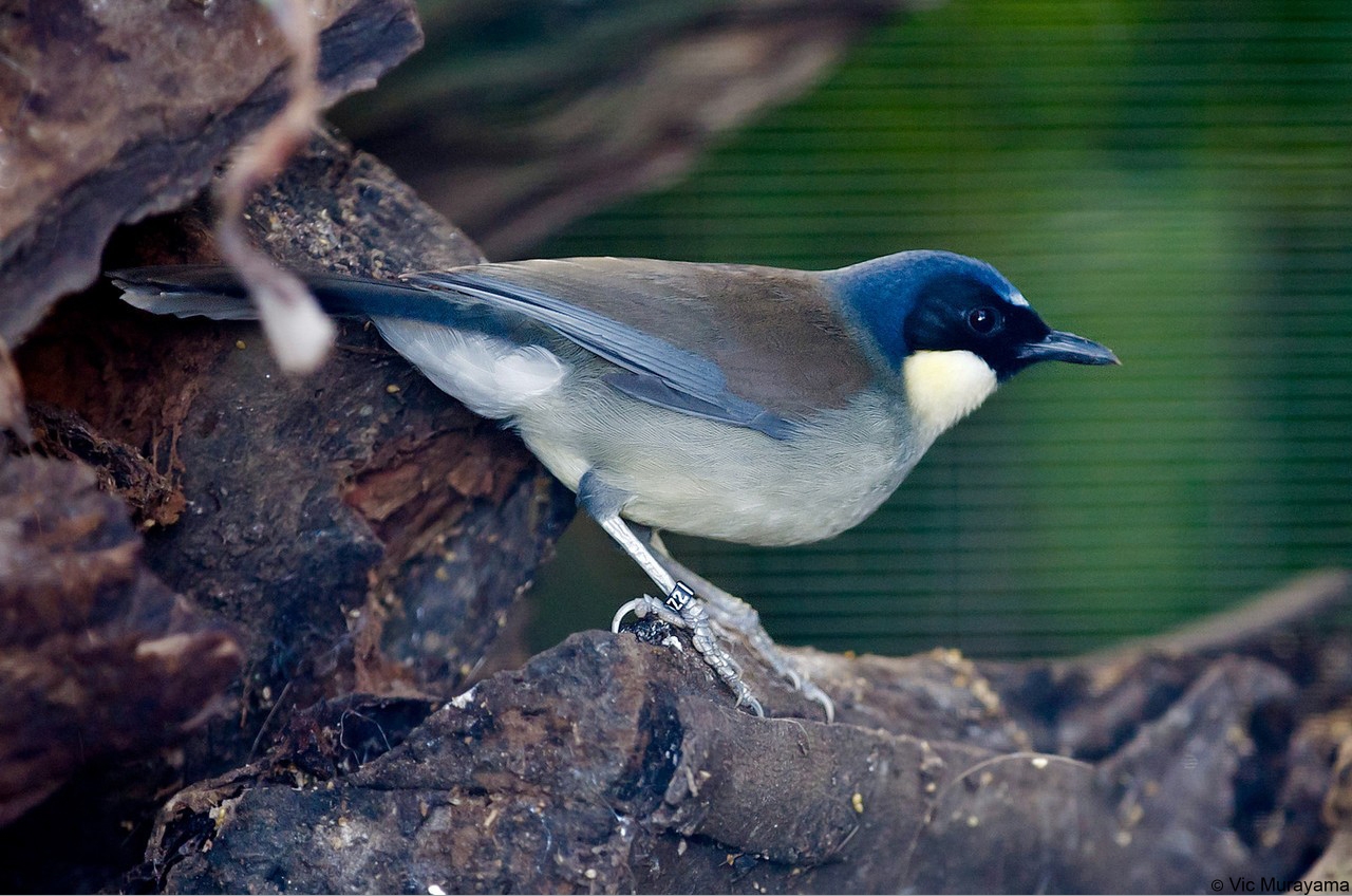 Gambar Burung Poksay | Tips Petani