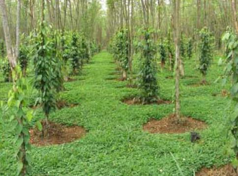 Cara Memelihara tanaman merica | ANEKA TANAMAN KEBUN