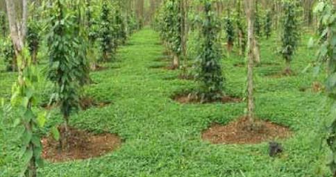 Cara Memelihara tanaman merica | ANEKA TANAMAN KEBUN