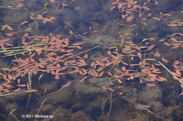 The rainforests of Borneo & Southeast Asia: Potamogeton cheesemanii ...