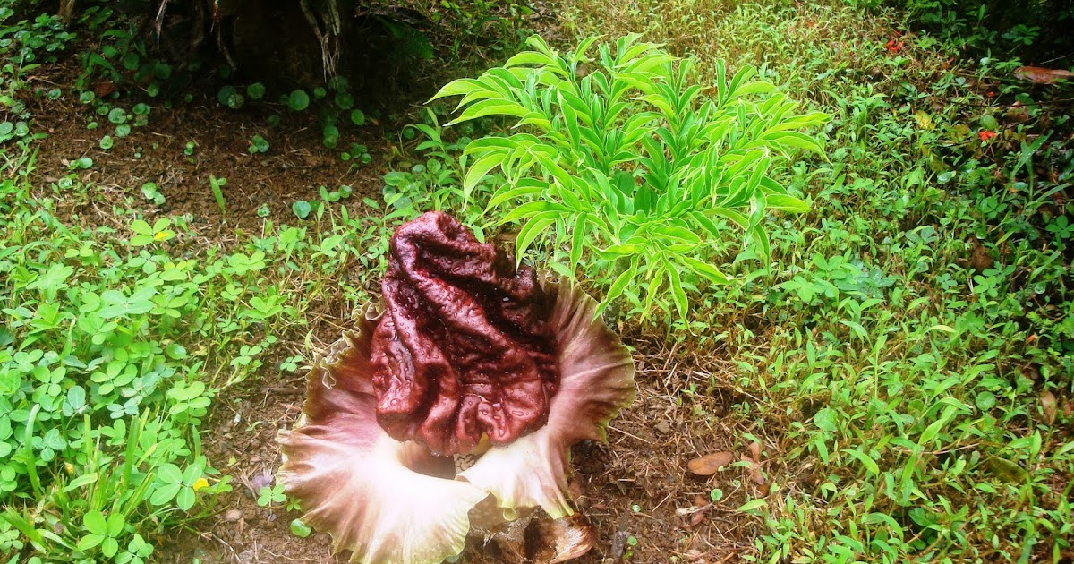 Sueños del Caribe: LA FLOR APESTOSA