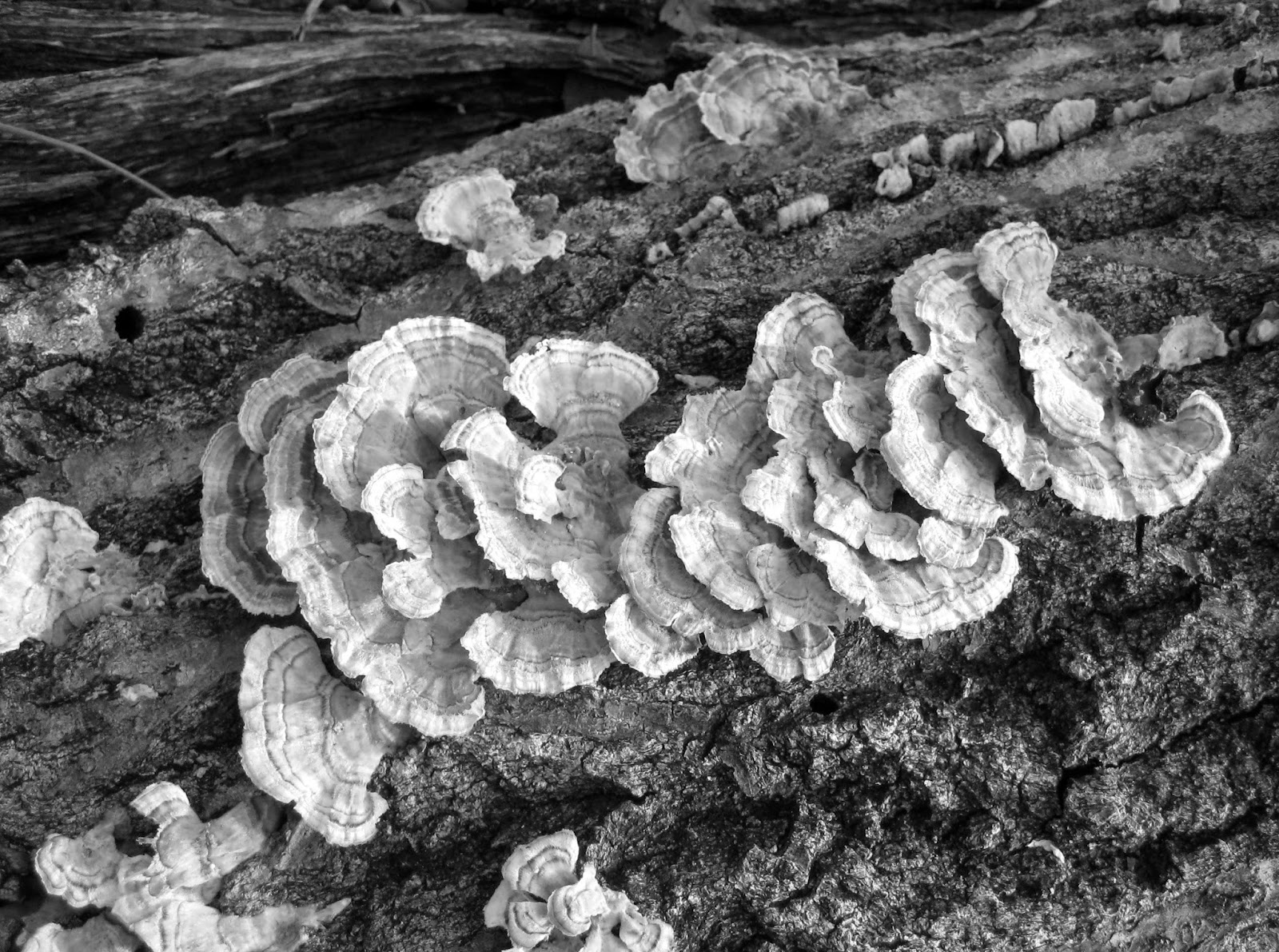 To know a place: Oak Point Nature Preserve: Decomposition fungi tournament