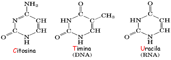 METABOLISMO DE NUCLEOTÍDEOS : Síntese da Timina