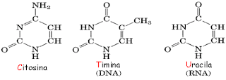 METABOLISMO DE NUCLEOTÍDEOS : Síntese da Timina