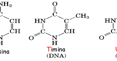 METABOLISMO DE NUCLEOTÍDEOS : Síntese da Timina