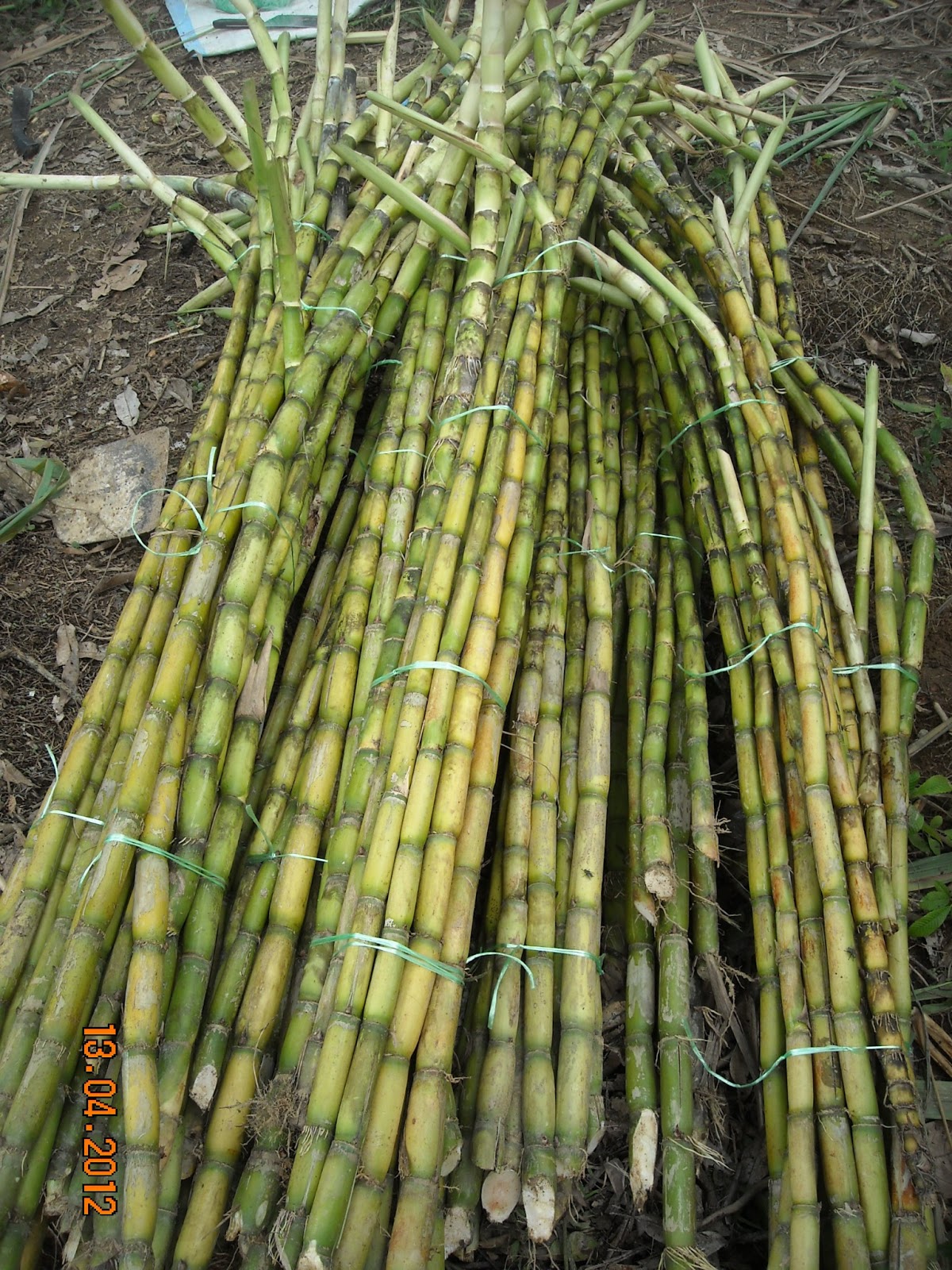 ladang tebu terengganu