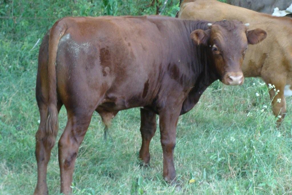 Ussery Beefalo: New Calves
