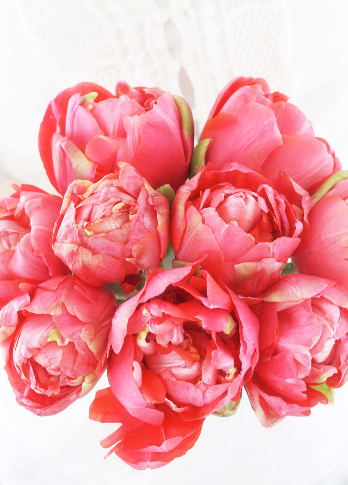 In the Fields : Peony Tulips