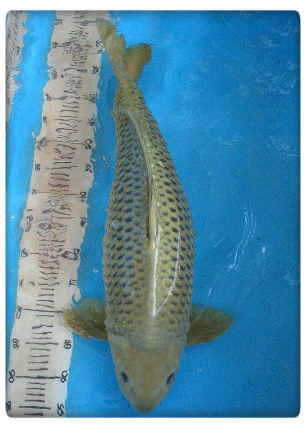 El blog de Mikcg: El Chagoi