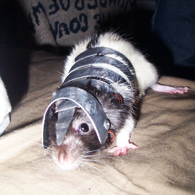 Chain Armor for Tamables - Suggestions & Ideas - Wurm Online Forum