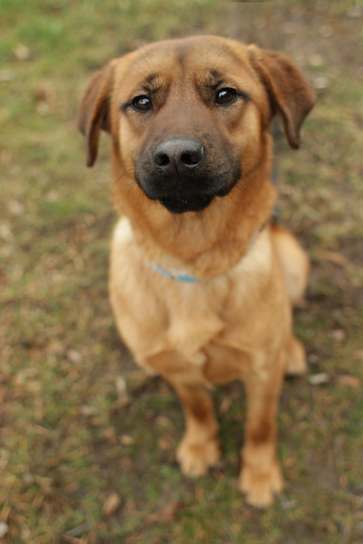 German Shepherd Collie Lab Mix