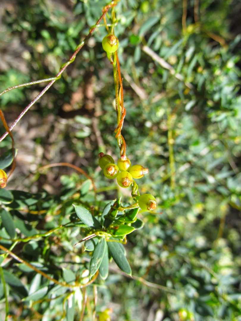 PhyloBotanist: Botany picture #173: Cassytha glabella