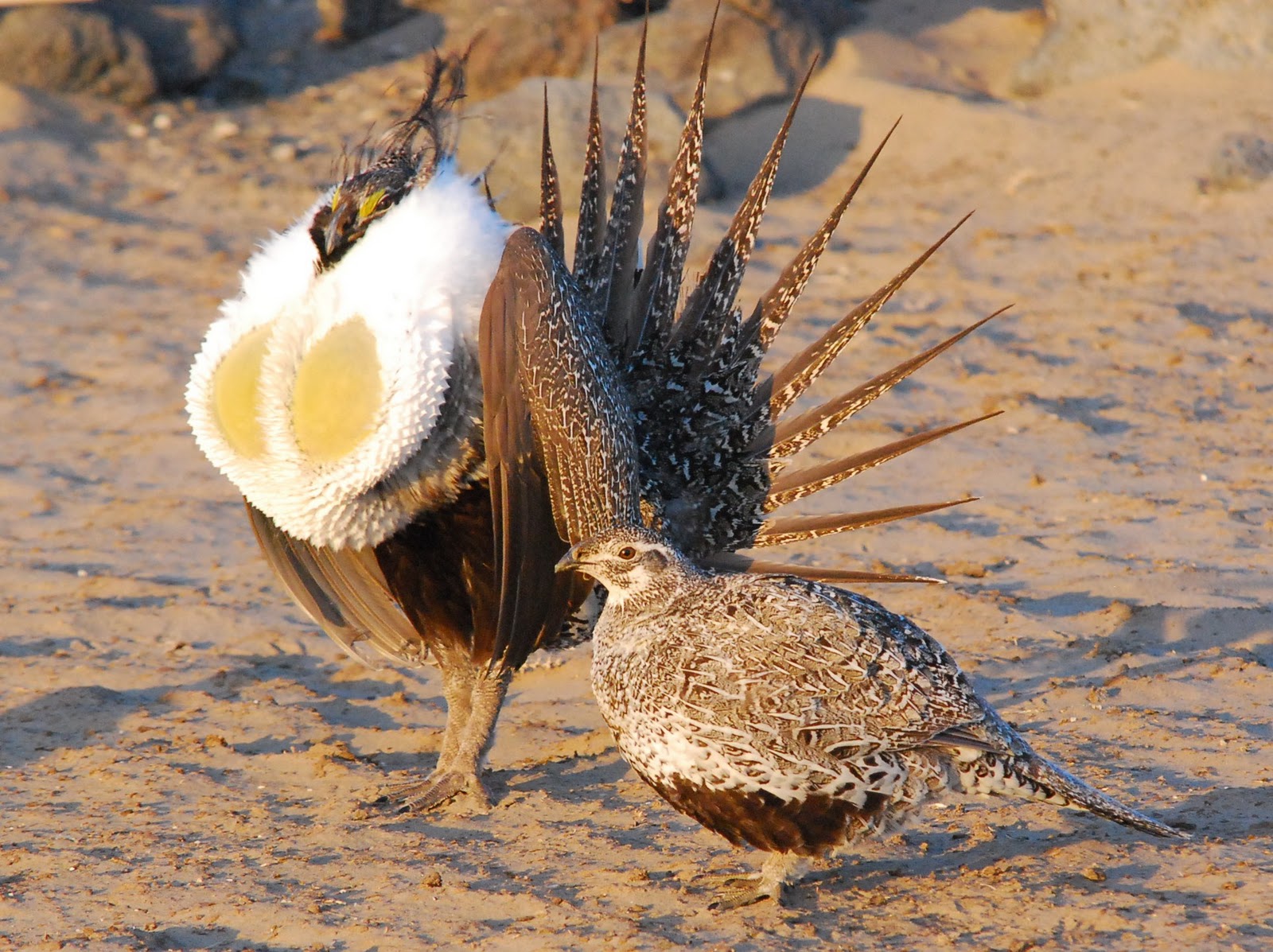 Birds of Madison County: Greater Sage Grouse