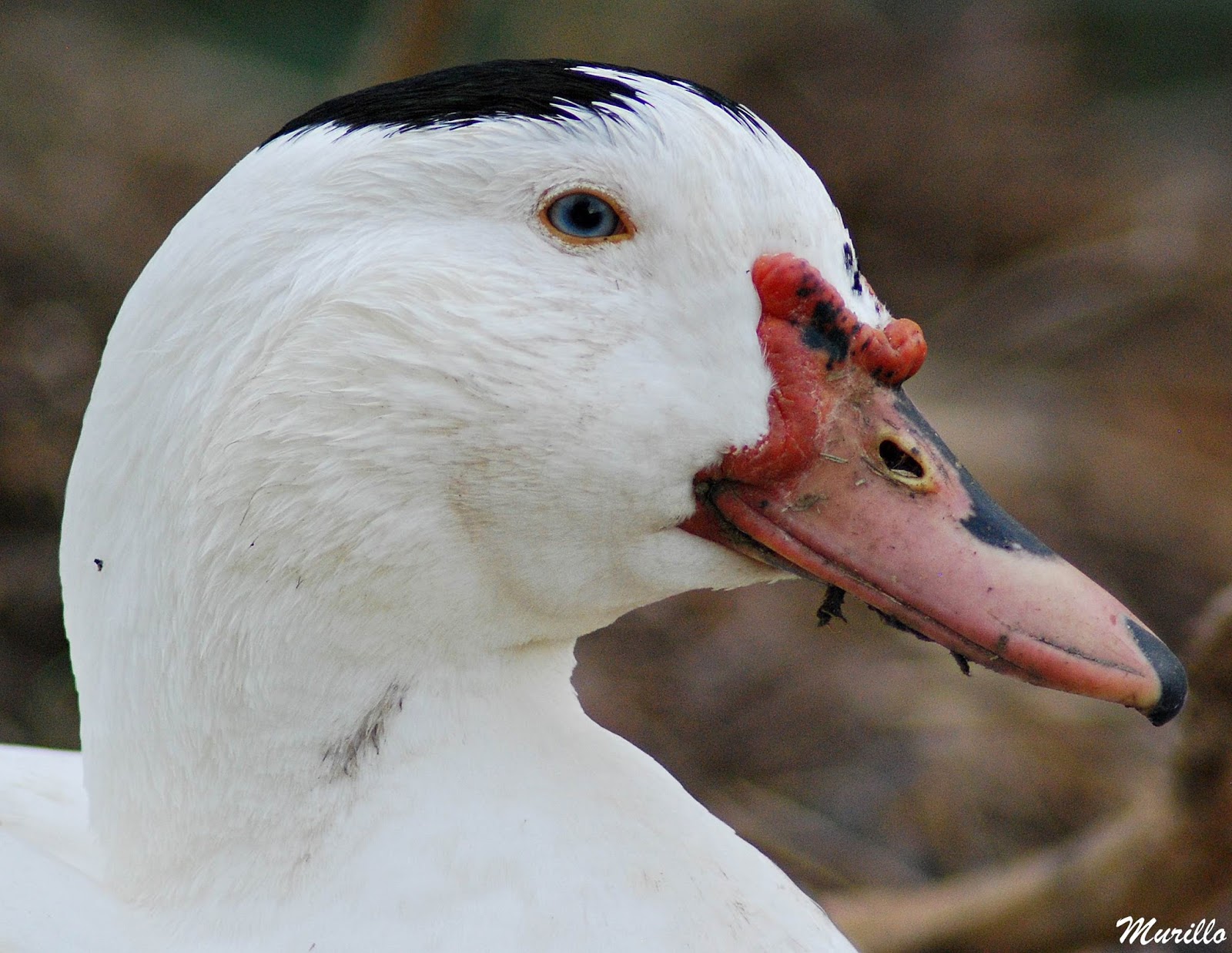 Las excursiones de Murillo "murillonature": Algunas fotos mas de patos ...