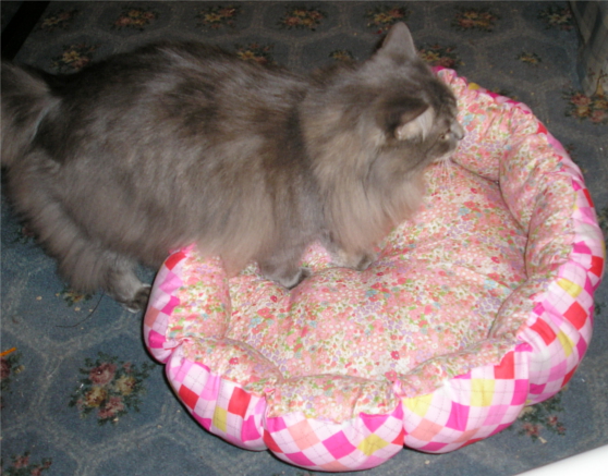 Celestial Kitties: Beddy Bye Tail Part 2 & Remembering Star