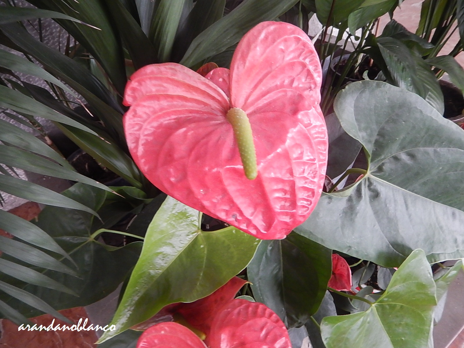 arbustosensevilla-encinarosa: Anturio - Anthurium spp -Flamingo flower ...