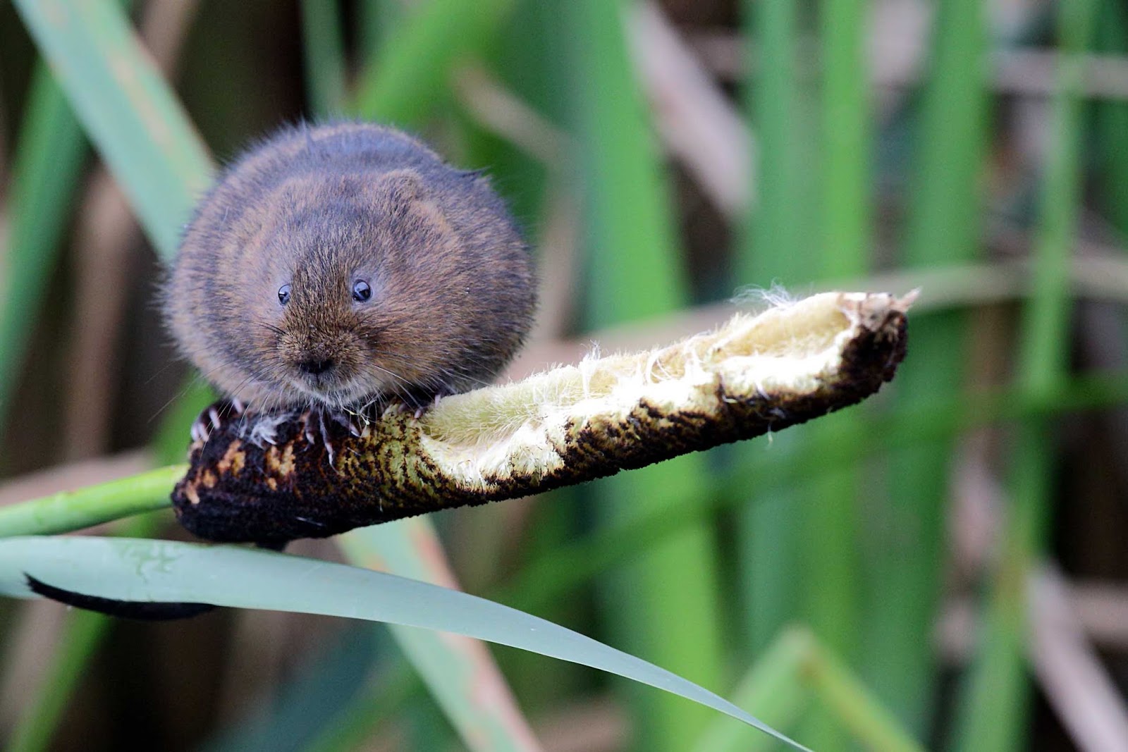 Darley Dale Wildlife: Water Vole feeding on Bulrush