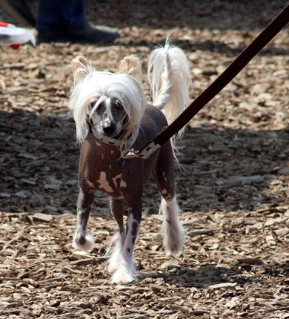 Musings of a Biologist and Dog Lover: Hairless Breeds and Skin Color