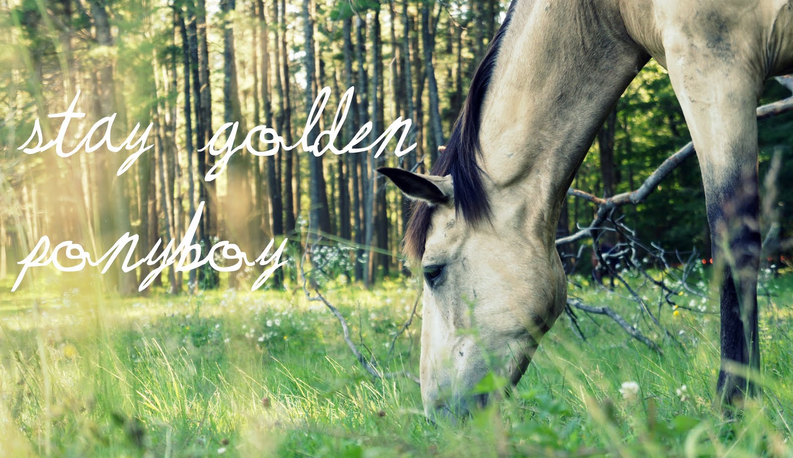 stay golden ponyboy: DOMO-nation----DOMOnation of the entire world ...