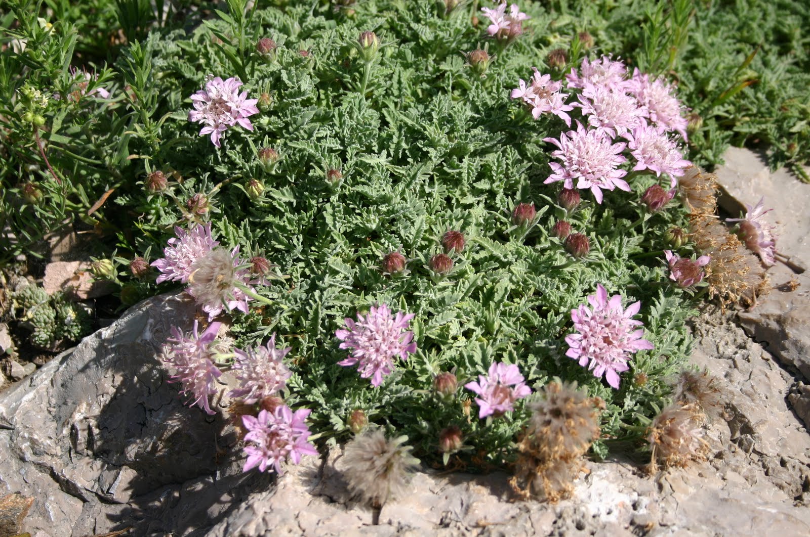 Prairiebreak: Pterribly good scabious....the petite Pterocephalus