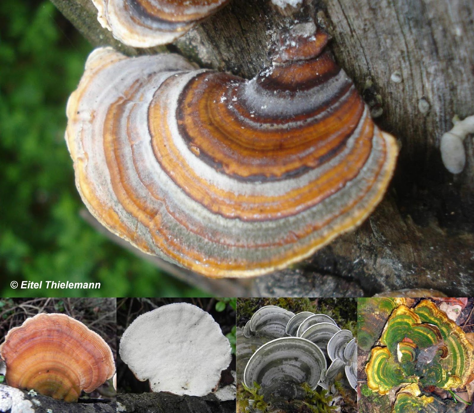 Apuntes botánicos: Hongos chilenos