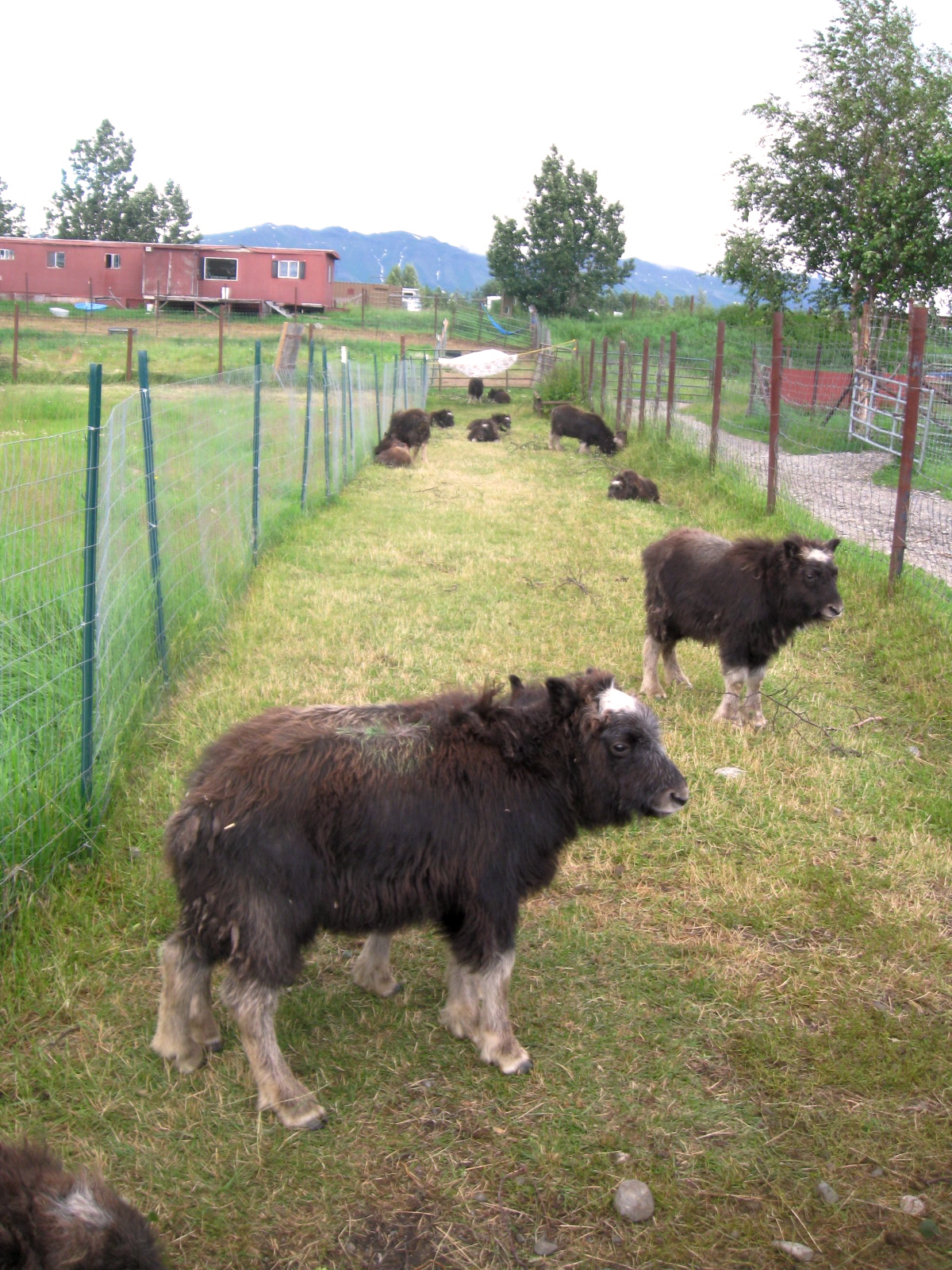 The Jay and Amanda Chronicles: Vermont to Alaska: Musk Ox Farm