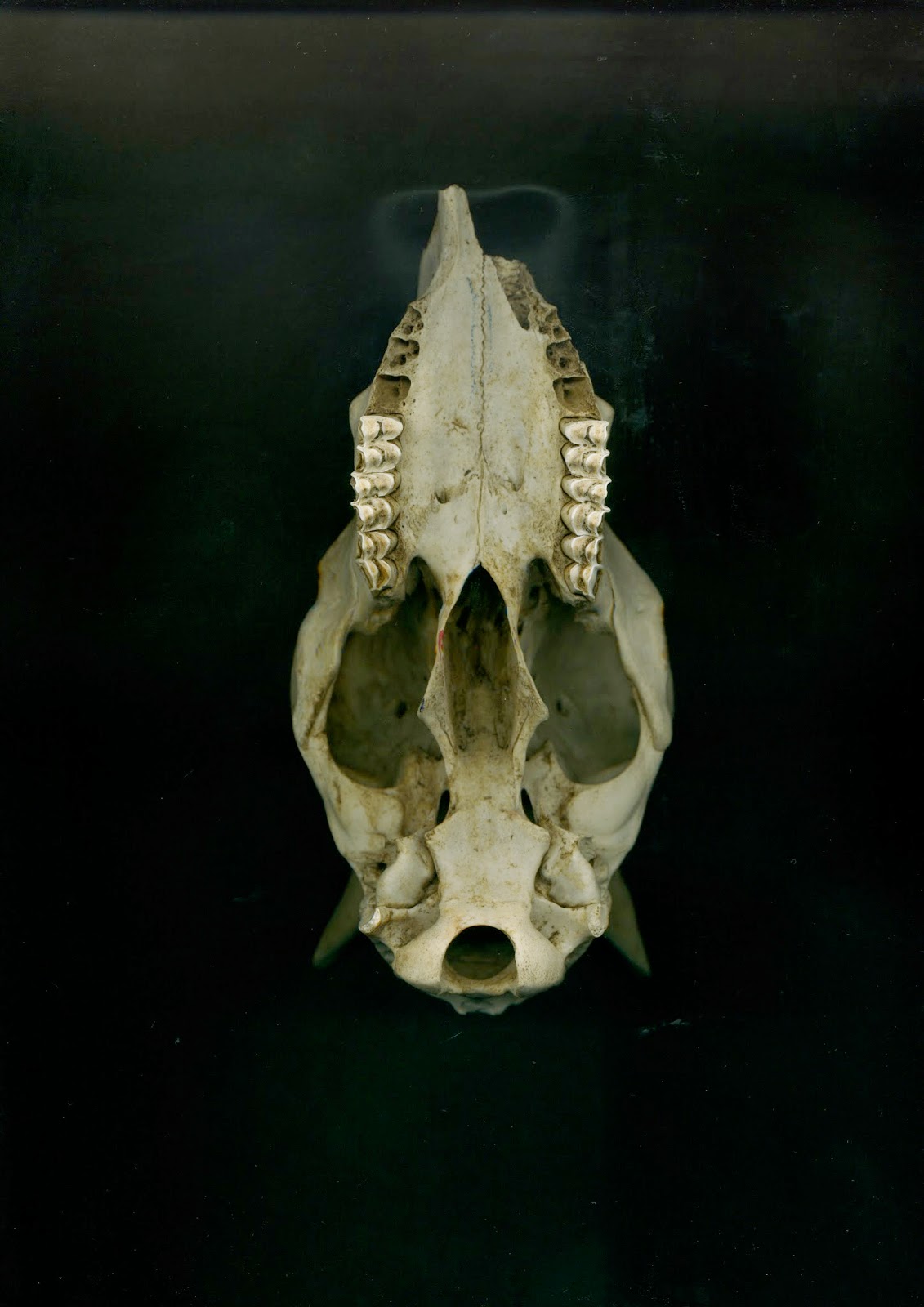 Unit 3 - Ideas and Concepts in Art and Design: Scanography