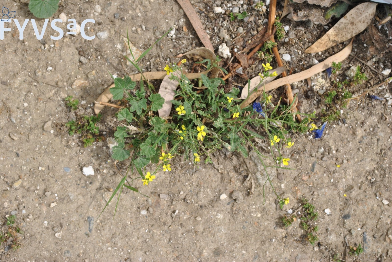 El Blog de Flora y Medio Ambiente de la Sierra de Cártama: FLORA I