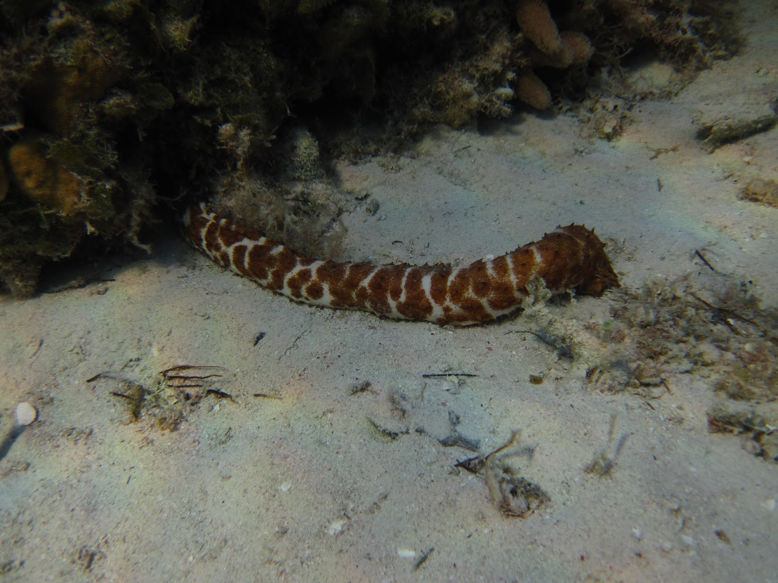Cruising with Mr Mac: Tiger Tail Sea Cucumber
