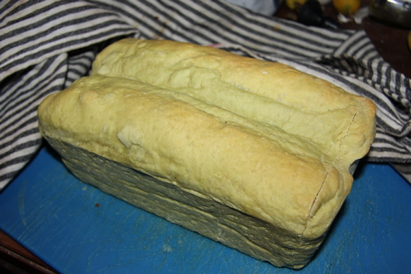 Mudflower: Frog bread