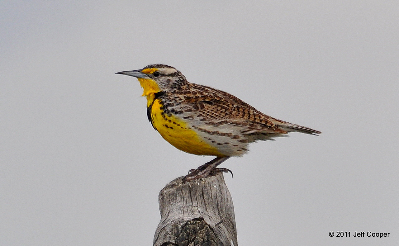 NeoVista Birds and Wildlife: Lurking for Thing-a-ma Larks Around Utah