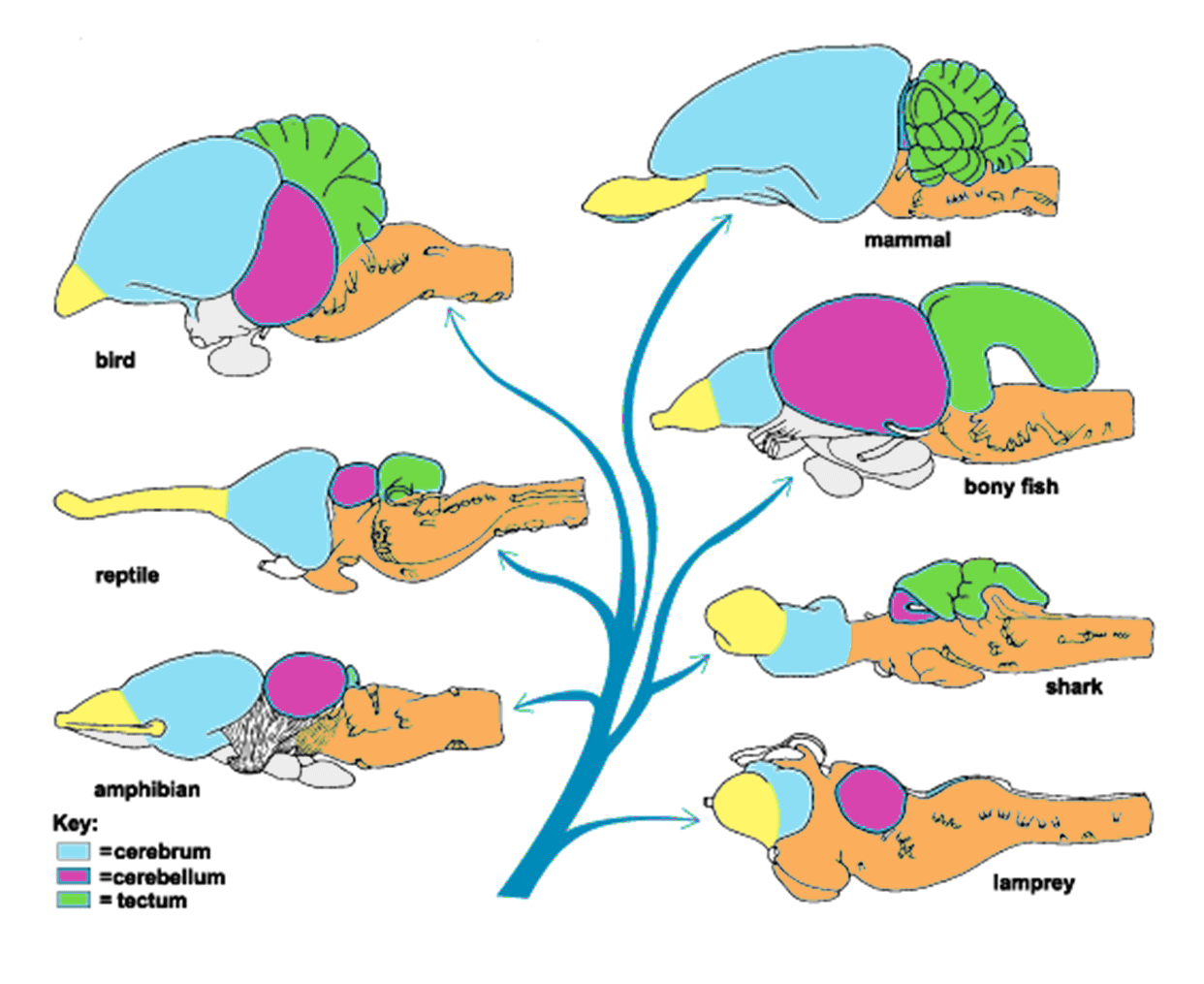 Neuroscience Avout Brain Evolution Tree Neuroscience Avout Brain Evolution Tree