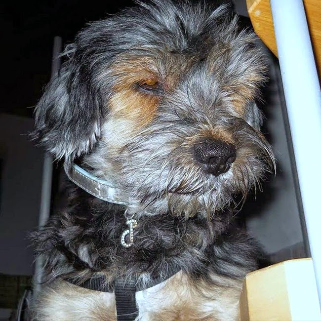 ADOTTA UN CANE ANZIANO: [ADOTTATO] LEONARD, incrocio schnauzer ...