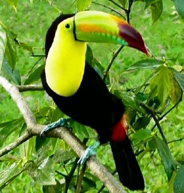 World Beautiful Birds : Keel Billed Toucan | Information & Lates Pictures