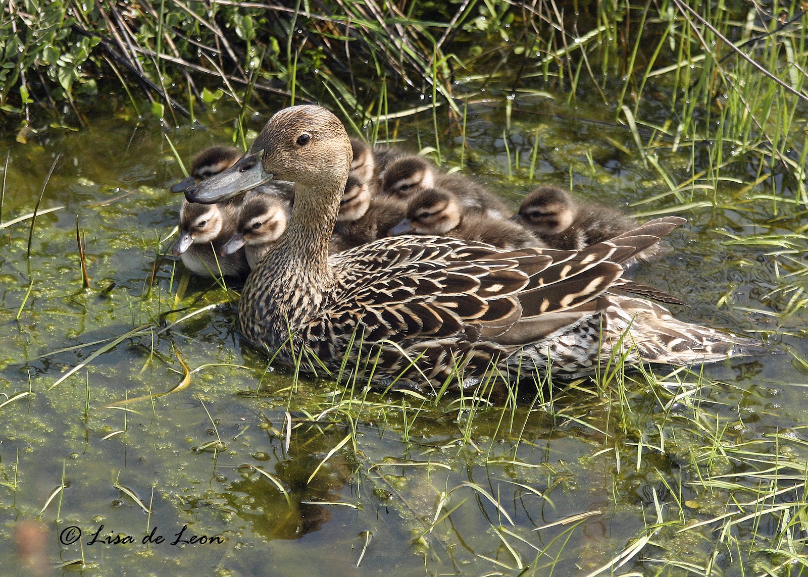 Birding with Lisa de Leon: Nothern Pintail - a Year-round favorite